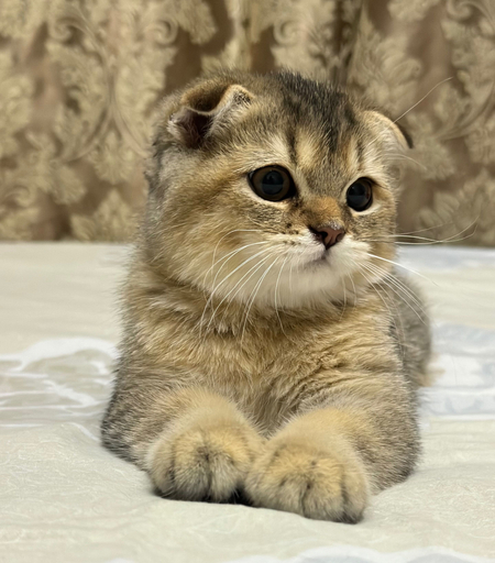 Продаются котята
