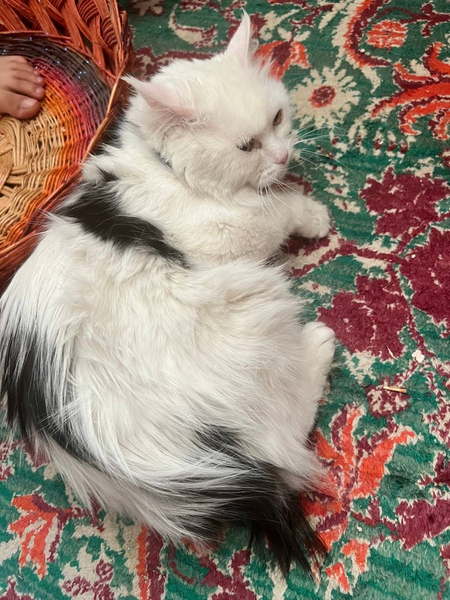 Бесплатно котята в добрые ручки