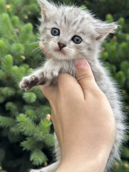 Котенок серебристый мальчик