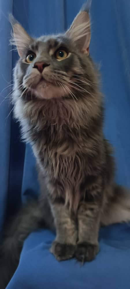 Кот Мейн Кун продам