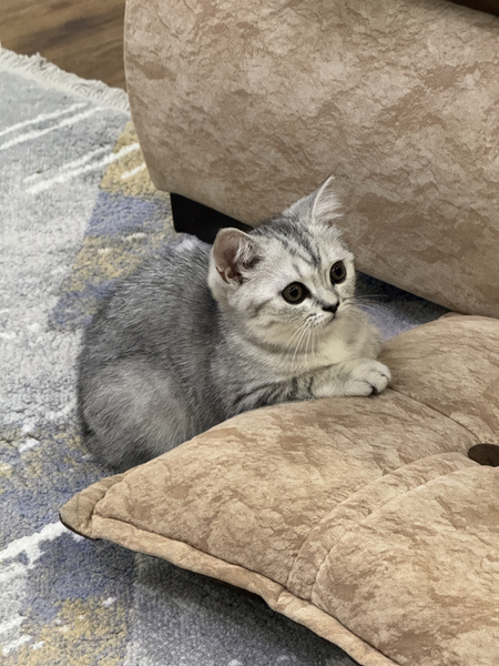 Продается котенок скотиш страйт