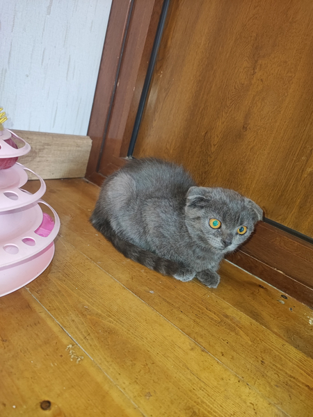 Продаются шотландские девочки фолд и страйт