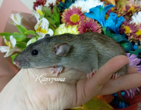 Крысы хаски ручные