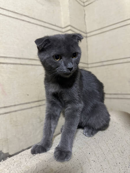 Скотиш фолд мальчик с паспортом 5 месяцев
