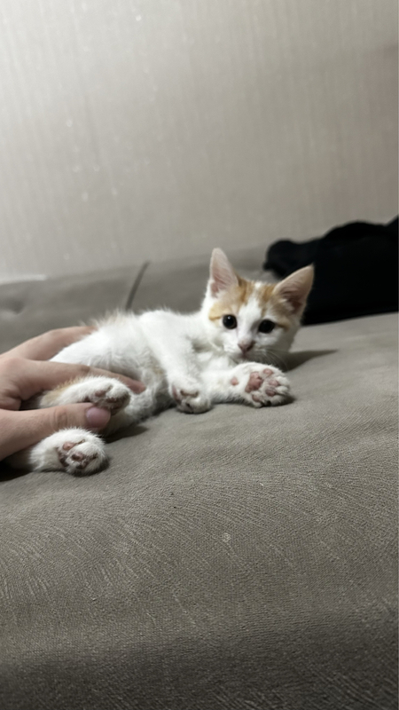Chiroyli va aqlli mushukcha arzon narxda berib yuboriladi. Hamma narsa