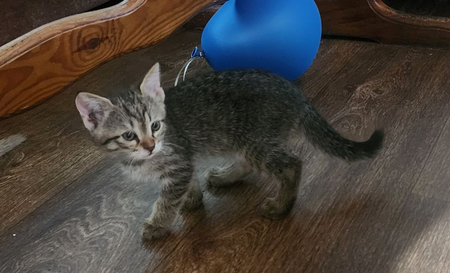 котята ищут новый дом