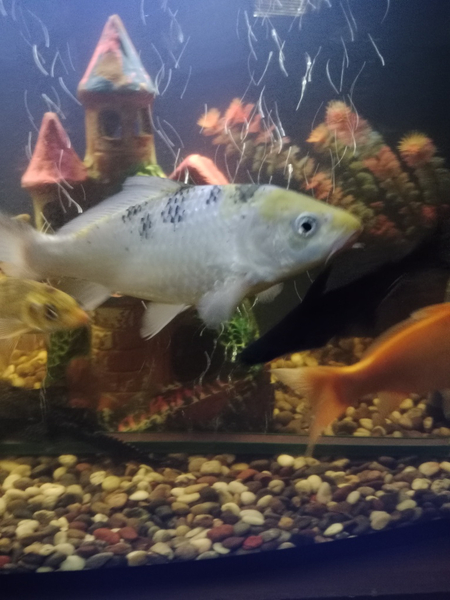 Kõya baliği sotiladi