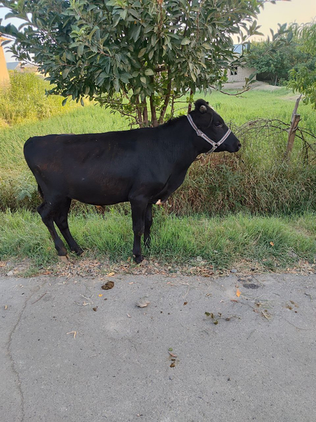 Buqacha sotiladi