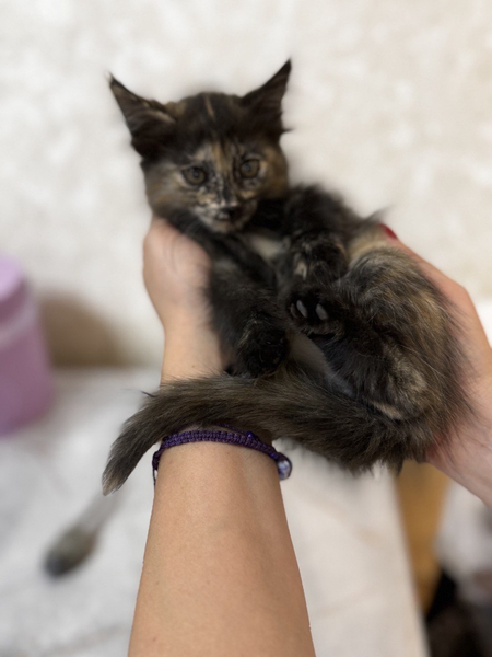 Кошка котенок