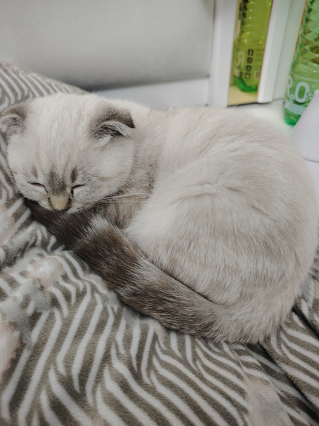 Кот Scottish fold chinchilla