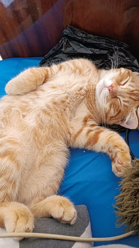 Пропал котёнок по кличке Васька