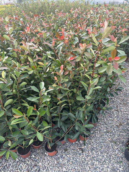 Фотиня Ред Робин (Photinia Red Robin frasseri)