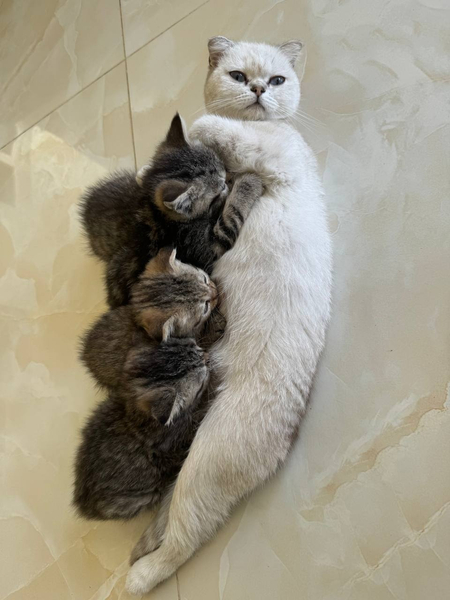 Продаются котята