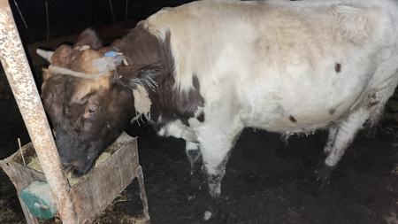 Buqa angus zotli 1yoshar 7 oyli