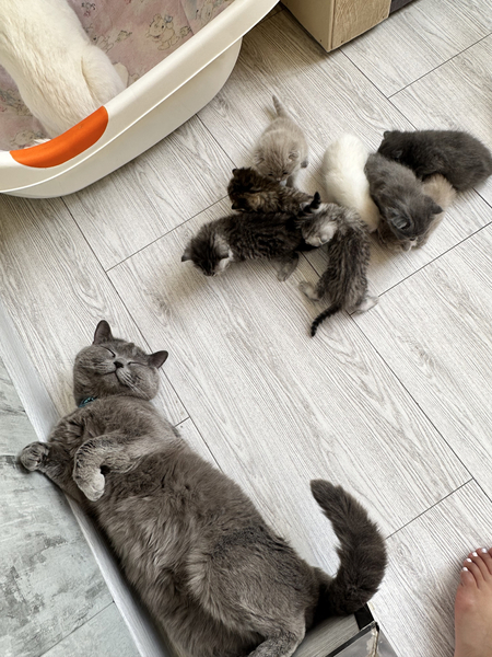 Вязка Скотиш Страйт