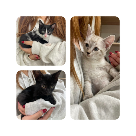Отдаются котята в добрые руки
