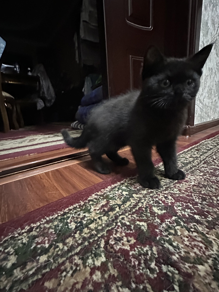 Продаются вислоухие шотландские котята