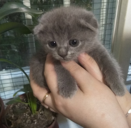 Продается Скоттиш Фолд