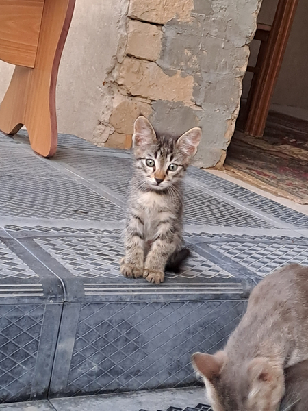 Отдам котят в хорошие руки