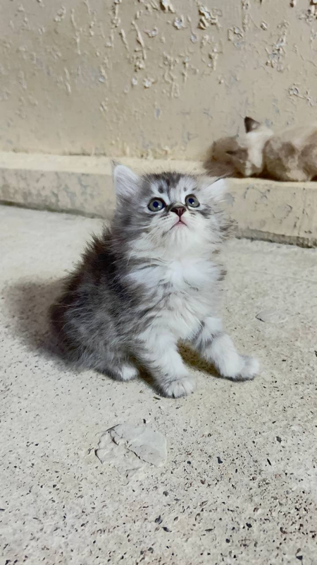 serebristiy shinshilla 2 oylik