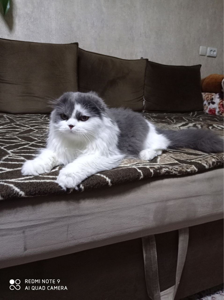 Красавец Хайленд фолд для вязки