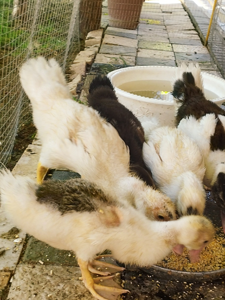 Пародали Индоутка 3 ойоик
