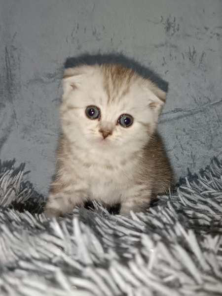 Котята мальчики на продажу по акции