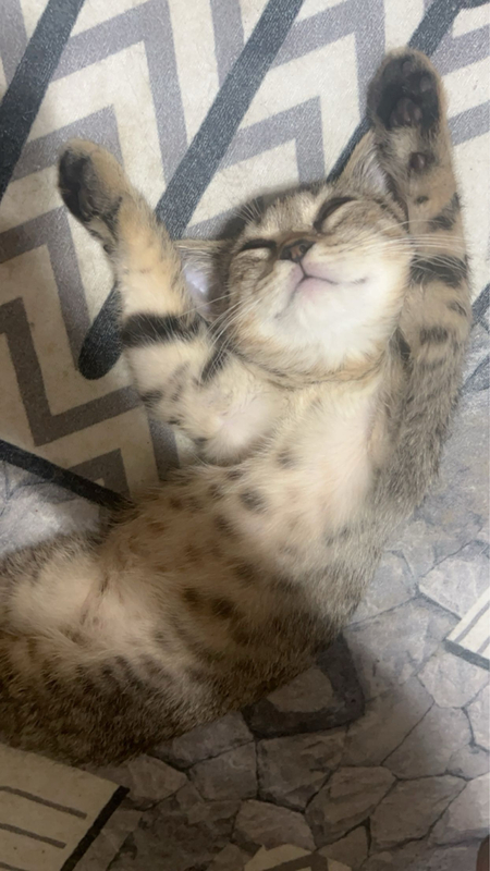 Подою котят страйк и фолд