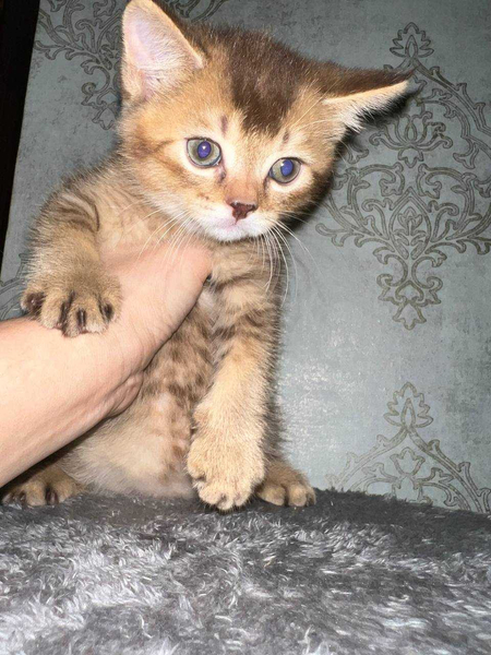 Шотландские котята Скоттиш Фолд серебристая шиншилла
