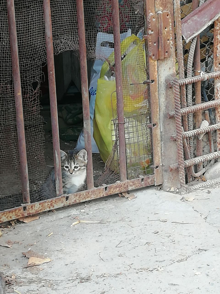 Продаются котята