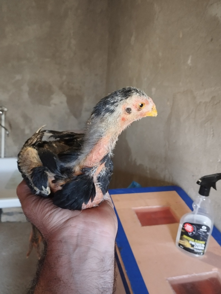 Dakan kares turk xoroz makyon jujalari bor