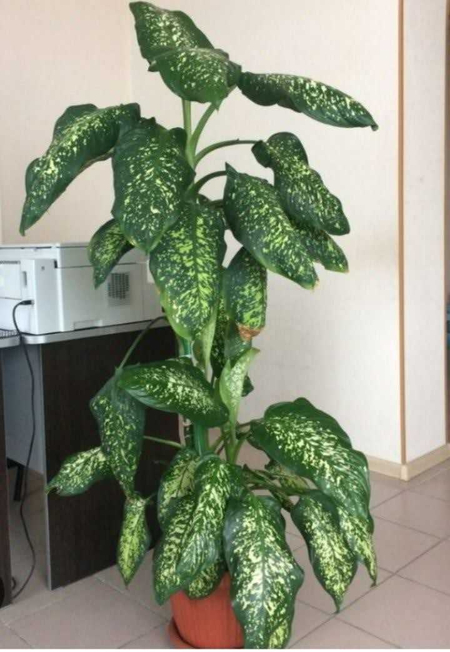 Комнатные растения