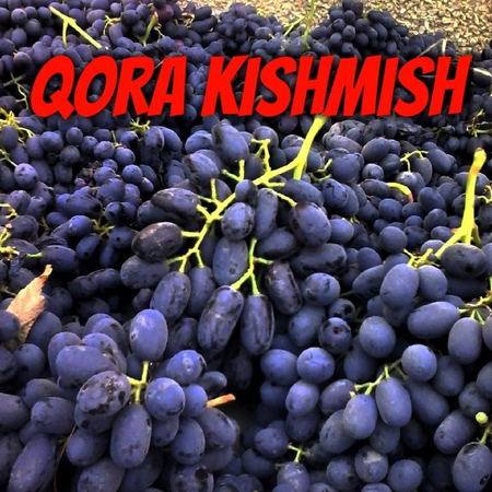 Gigant(so\\\'g\\\'diyona) va qora kishmish(oq cho\\\'p)  uzum ko\\\'chat va qalamc