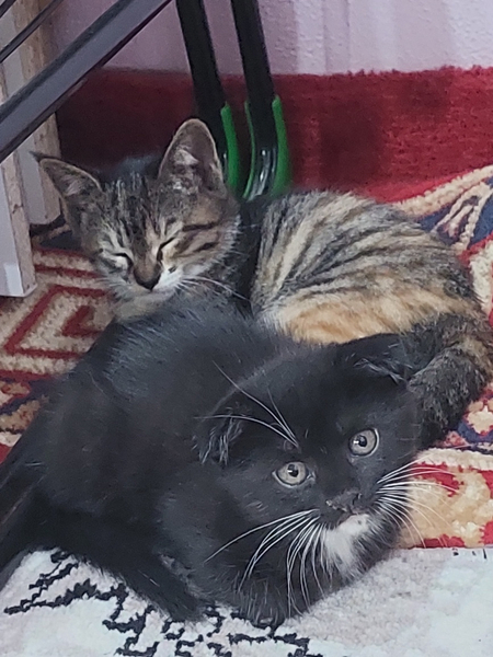 Котята добрые руки