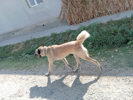 Kuchuk sotiladi aybi yuq