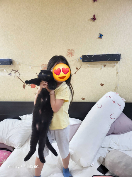 Котята Скотиш страйт  фолд