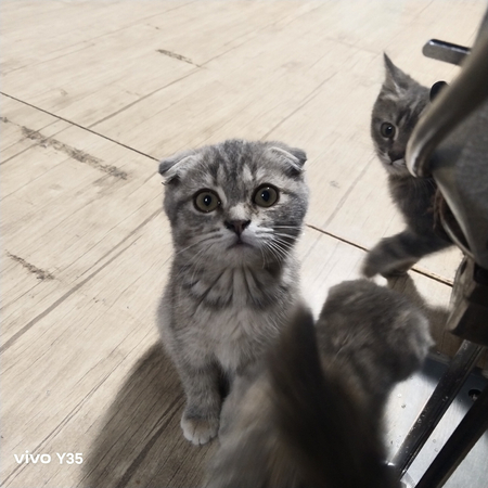 Продается котята Scottish fold Mushuchala sotiladi