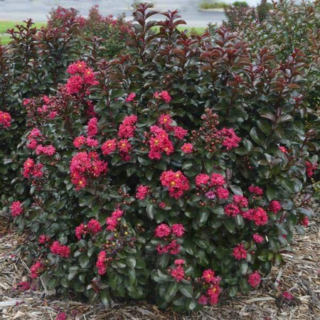 Индийский сирень сорт Lagerstroemia cherry mocha