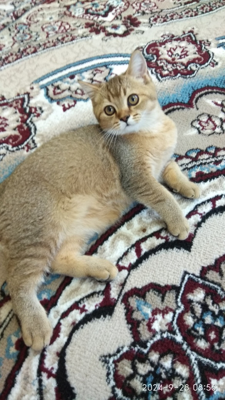 Продаются котята
