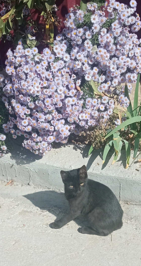 Котята в хорошие руки, бесплатно.
