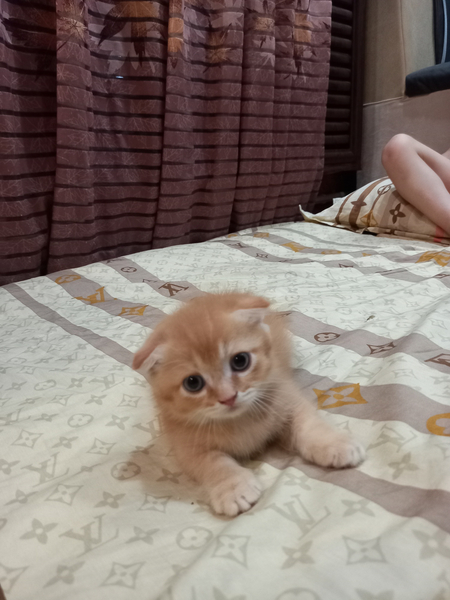 Продается Манкчин Скоттиш фолд