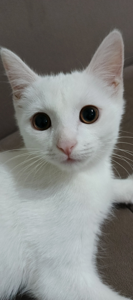 Срочно продается кошка