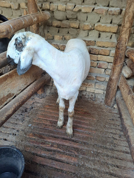 Qõchqorlar sotiladi