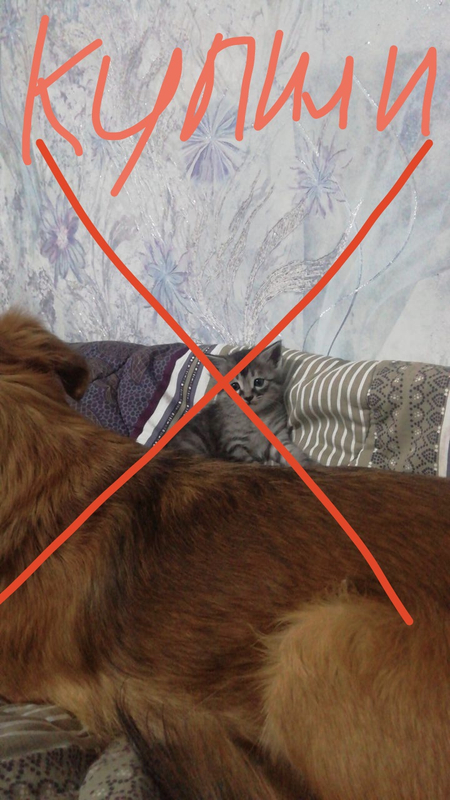Котята продаются