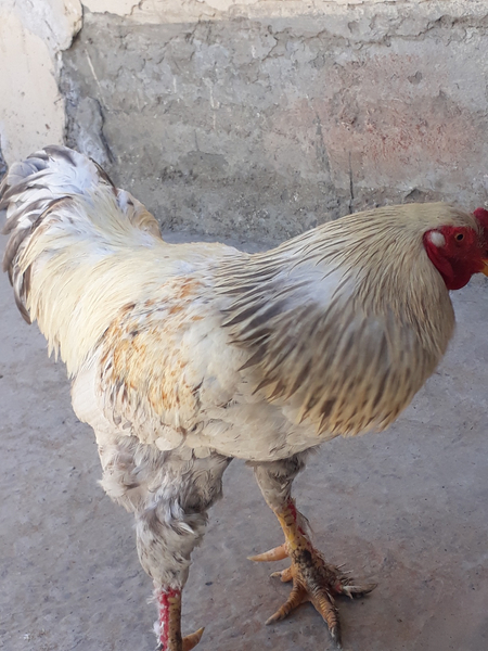 brama xo'roz sotiladi