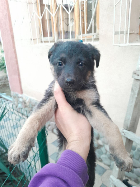 Щенята 1 месяц берите