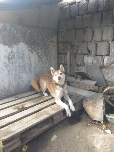 Xatiko ismli it             sotiladi