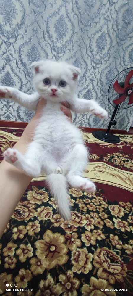Котëнок скоттиш-фолд