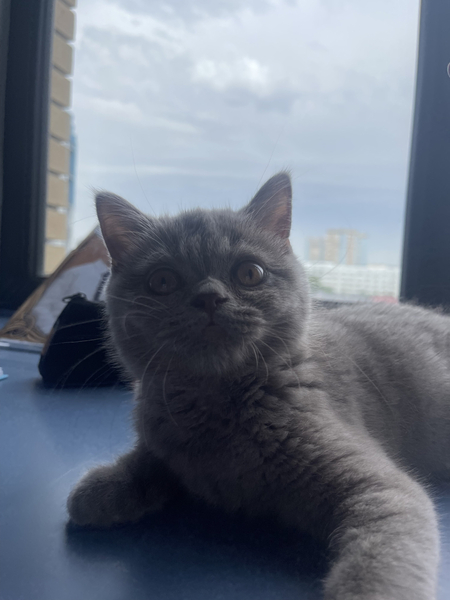 Котёнок кочешь страйк