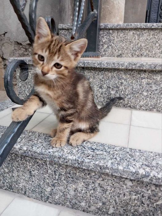 Котята отдам в добрые руки